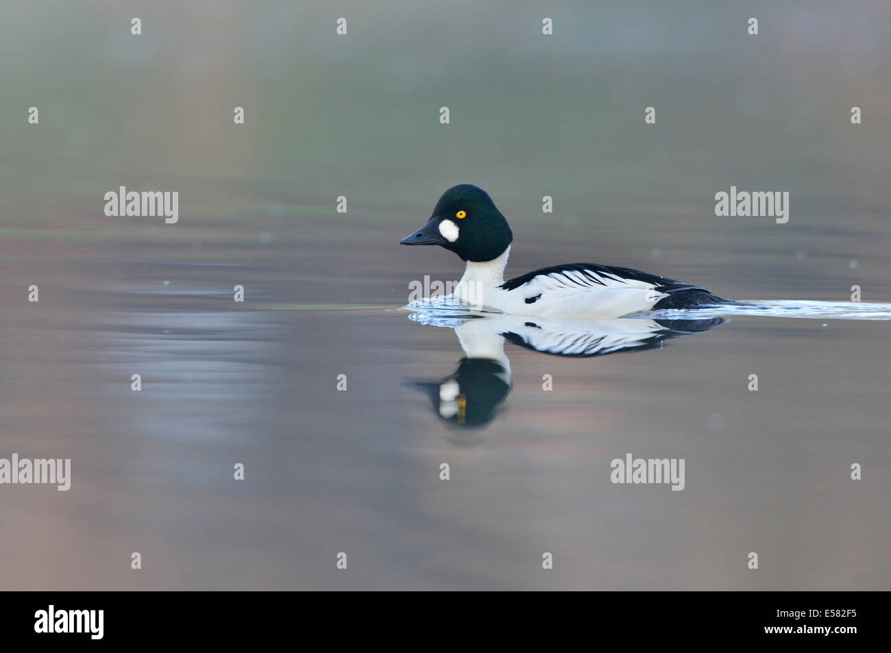 Goldeneye field hi-res stock photography and images - Alamy