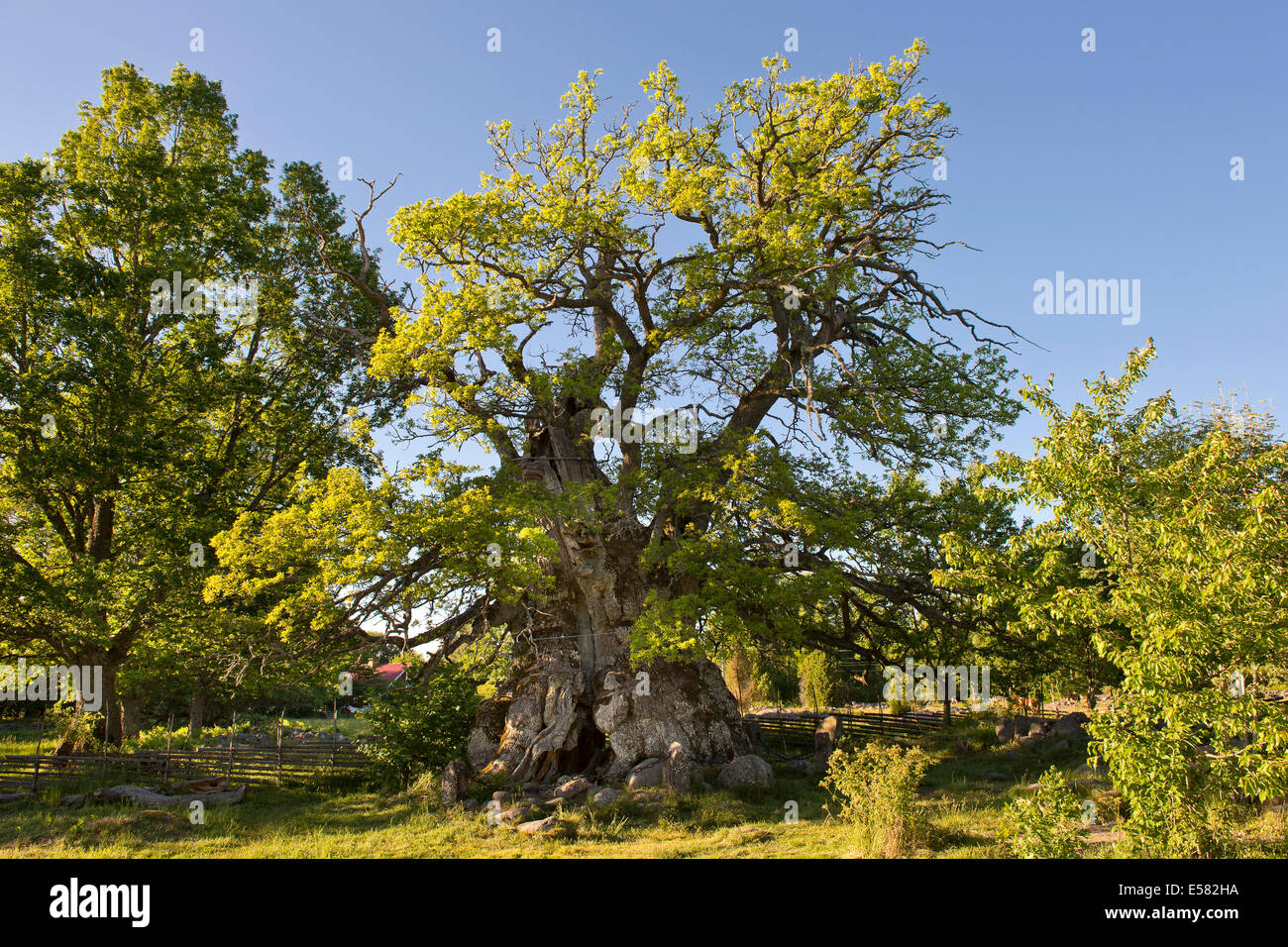 Rumskulla oak hi-res stock photography and images - Alamy