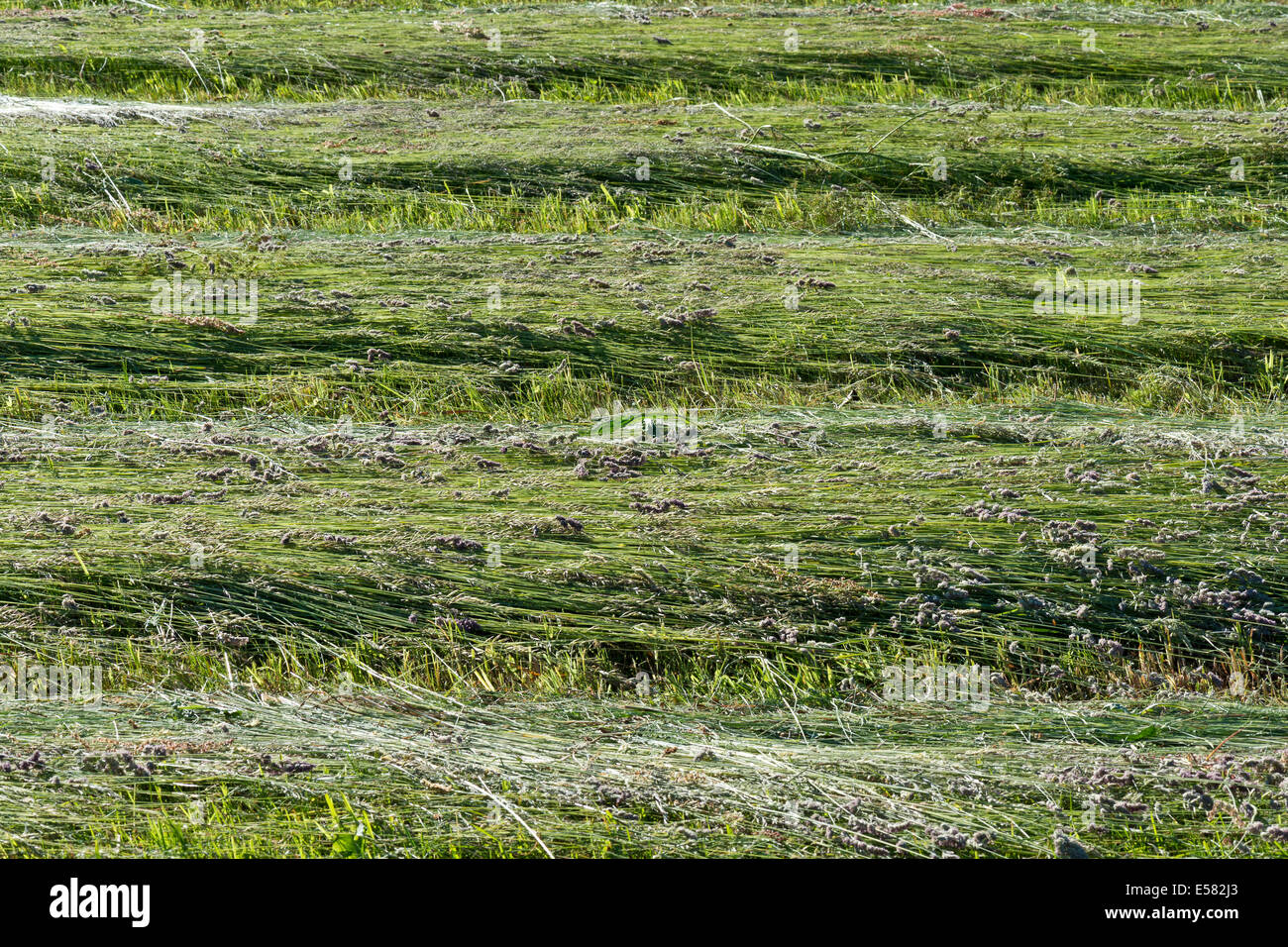 Mown lawn or grass hi-res stock photography and images - Alamy