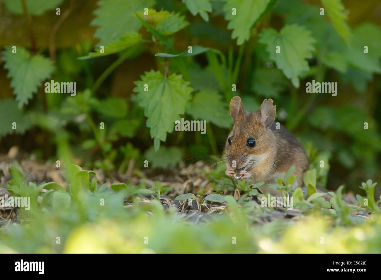 Wood mouse hi-res stock photography and images - Alamy