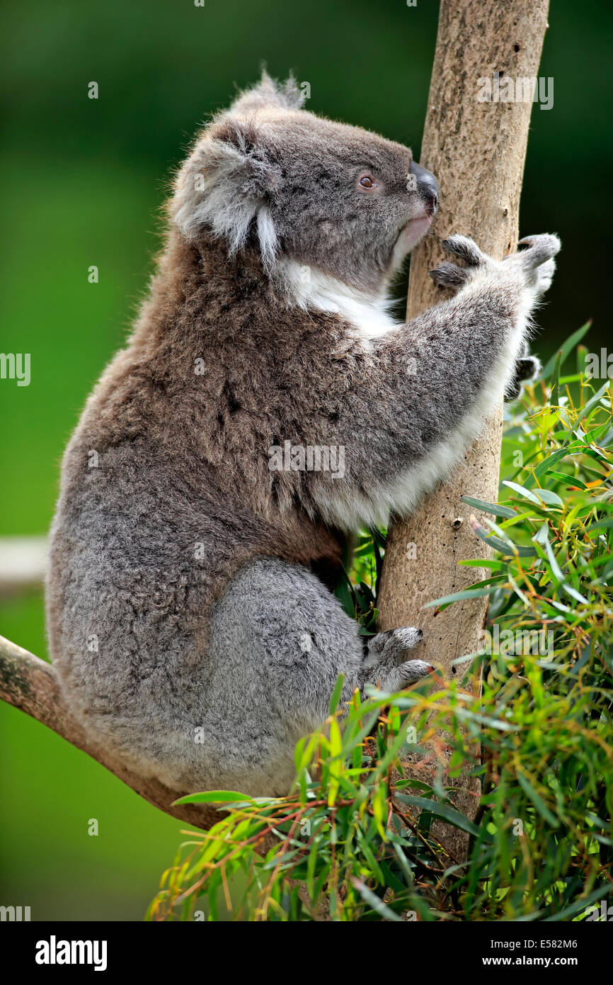 Full body of koala hi-res stock photography and images - Alamy