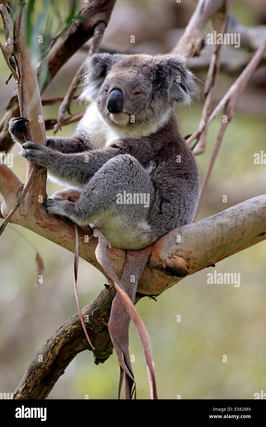 Full body of koala hi-res stock photography and images - Alamy