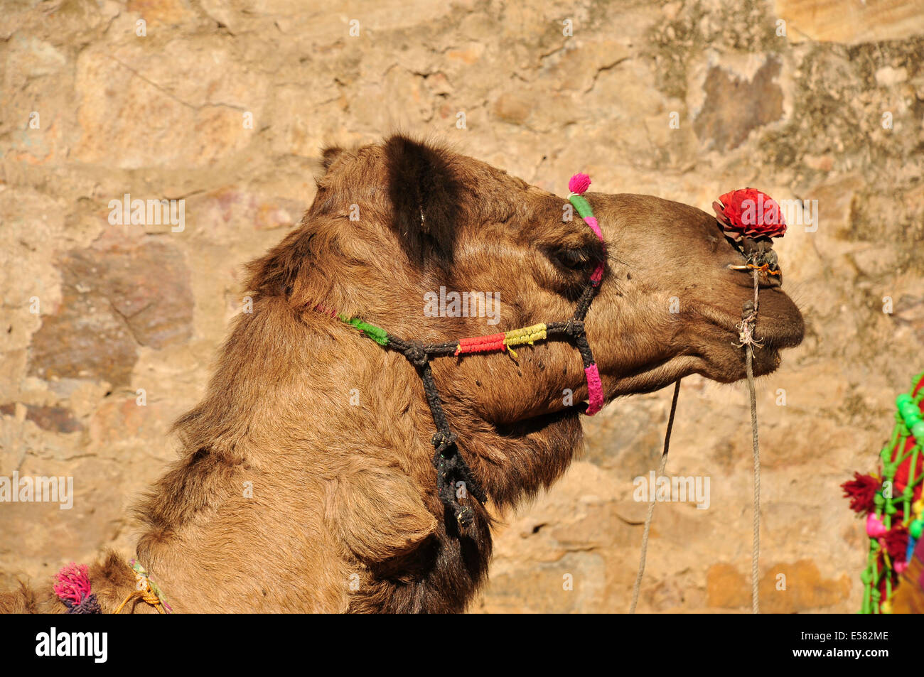 Camel of rajasthan hi-res stock photography and images - Alamy