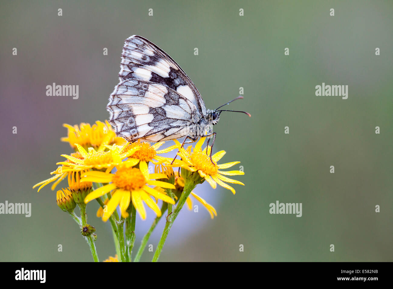 Marbled White (Melanargia galathea) on Ragwort (Senecio jacobaea ...