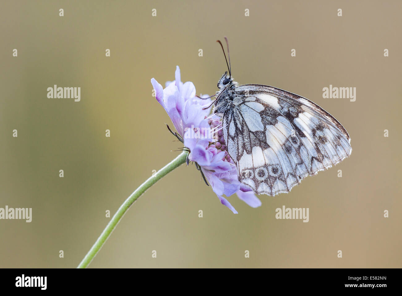 Marbled White (Melanargia galathea) on Meadow Widow Flower (Knautia ...