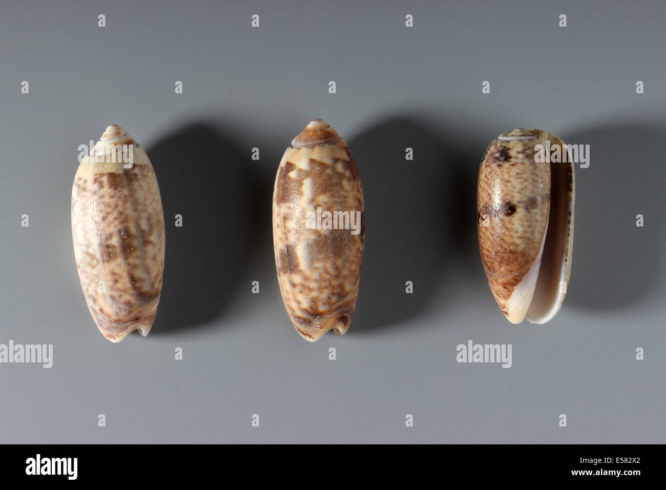 One gastropod shell hi-res stock photography and images - Alamy