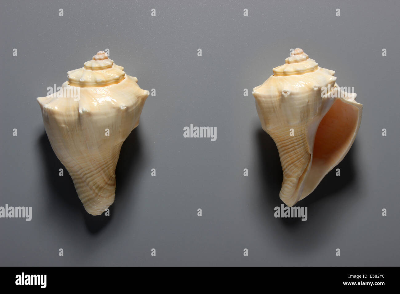 Indian White Trumpet Shell Stock Photo - Alamy
