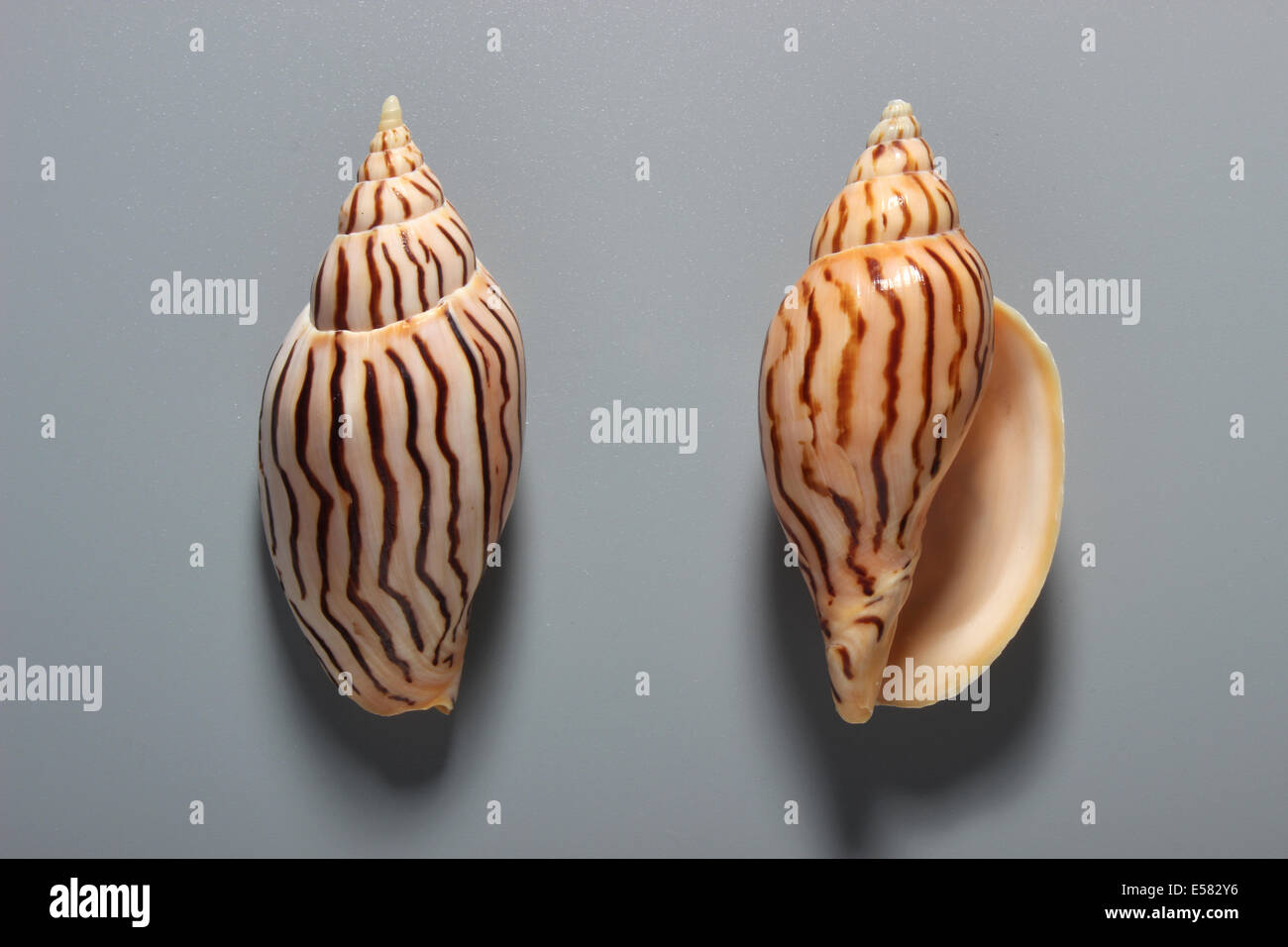 Indian Amoria Zebra Shell Stock Photo - Alamy