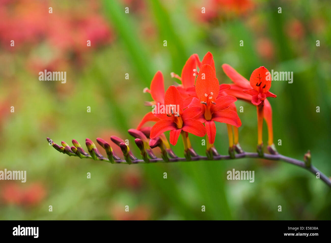 Crocosmia lucifer hi-res stock photography and images - Alamy