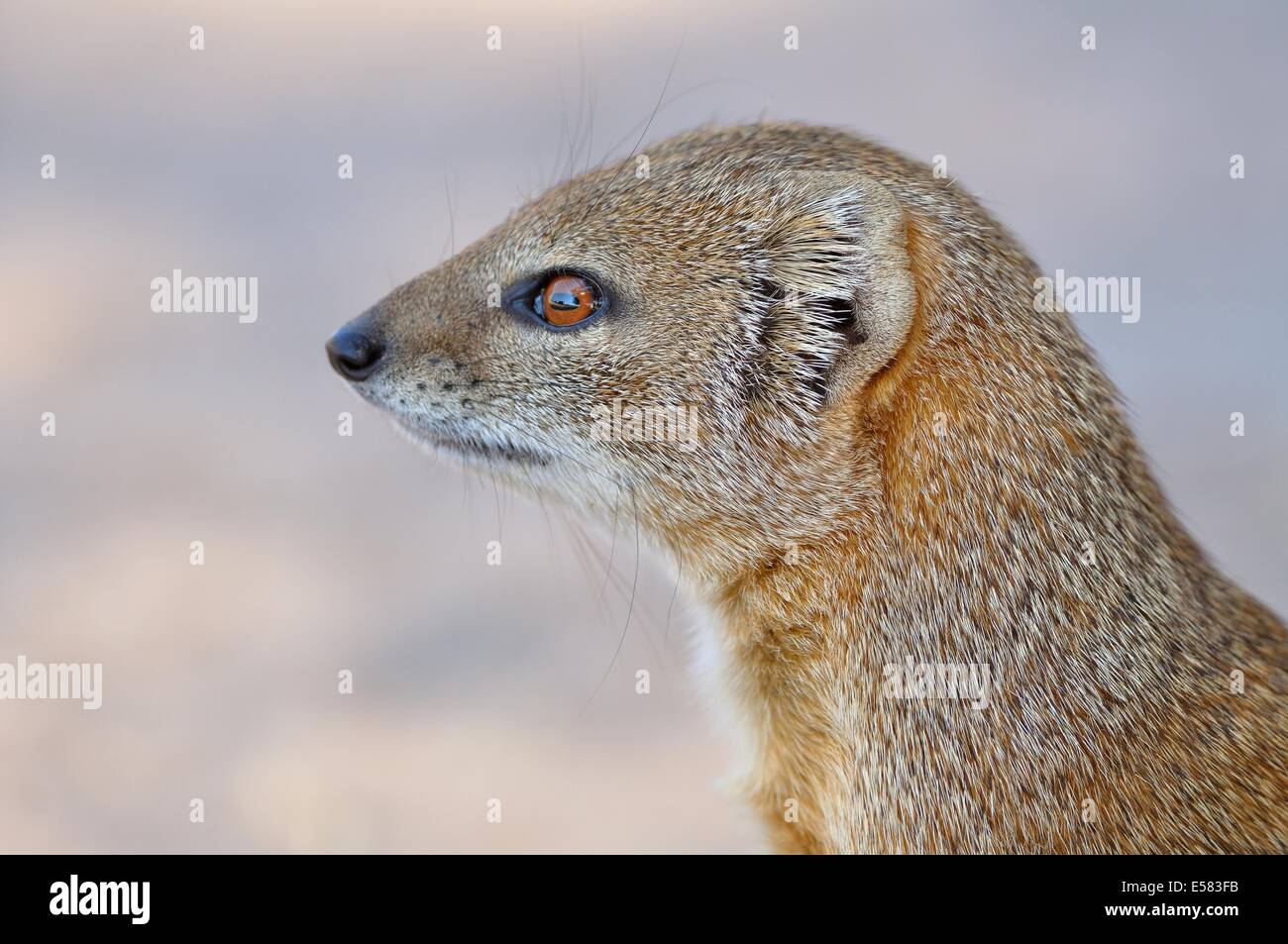 Yellow mongoose (Cynictis penicillata), Kgalagadi Transfrontier Park ...