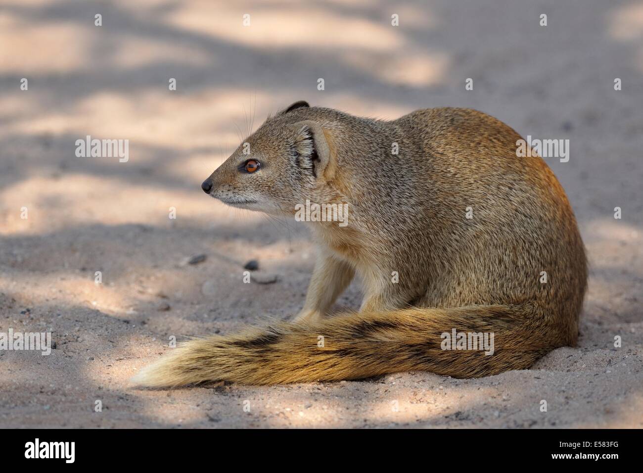 Yellow mongoose (Cynictis penicillata), Kgalagadi Transfrontier Park ...