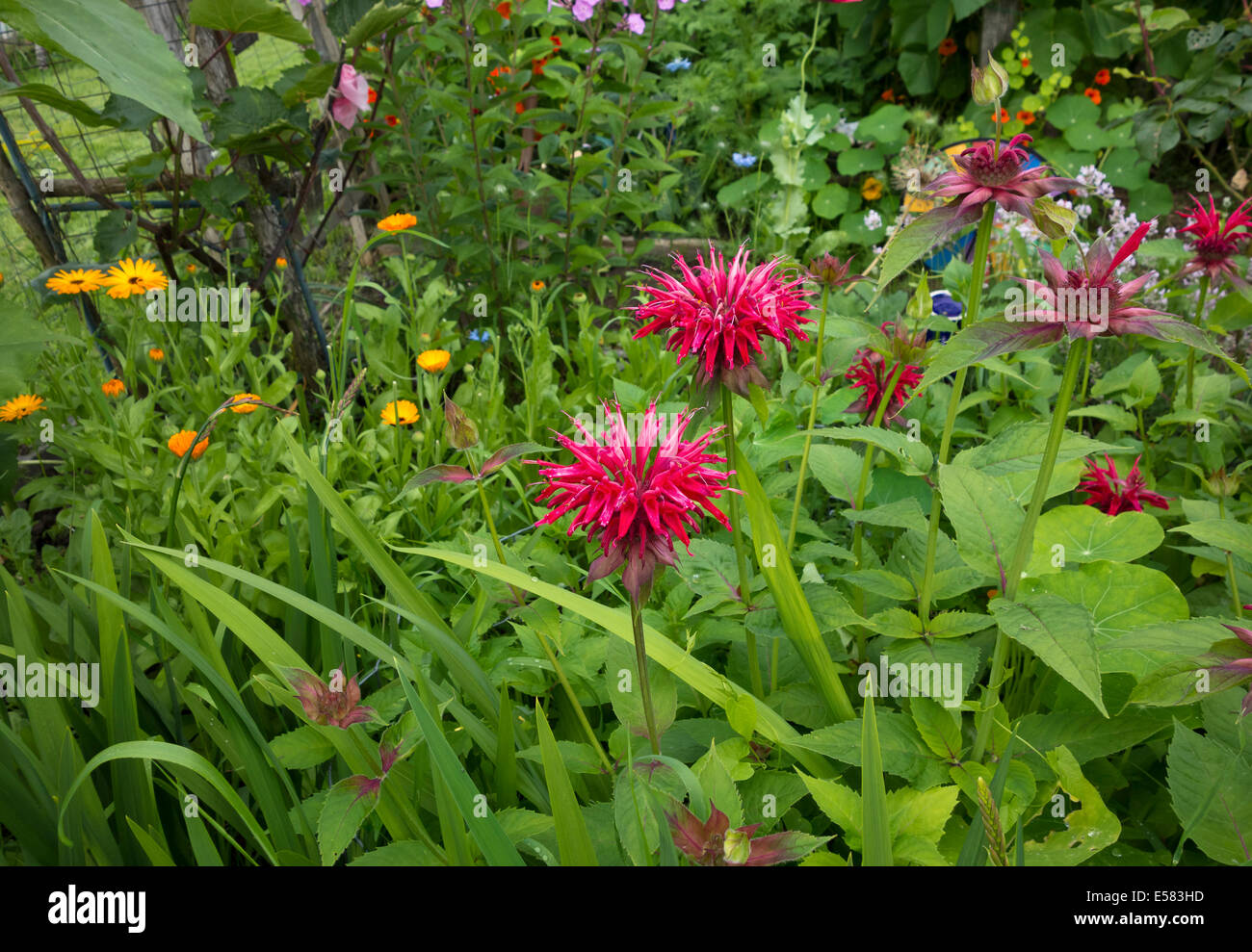 Beautiful hot pink blossoms of bee balm (Monarda) plants, growing in a ...