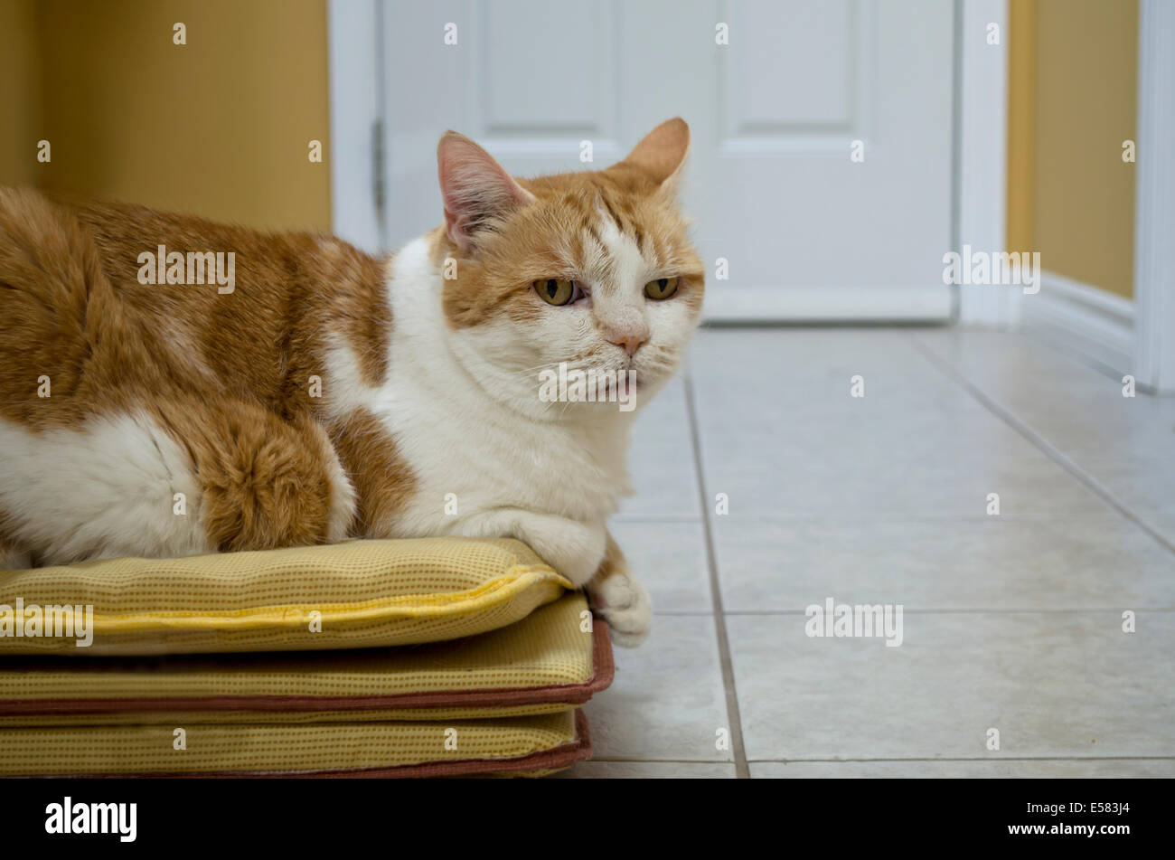 Hot and bothered hi-res stock photography and images - Alamy