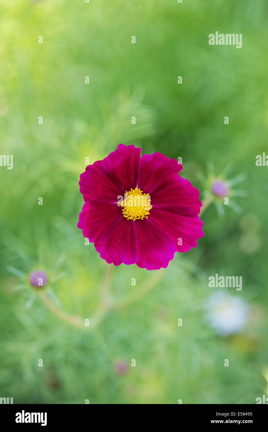 Summer flower border cosmos hi-res stock photography and images - Alamy