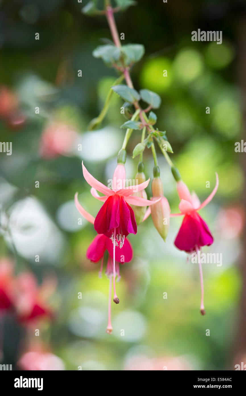 Fuchsia garden plants hi-res stock photography and images - Alamy