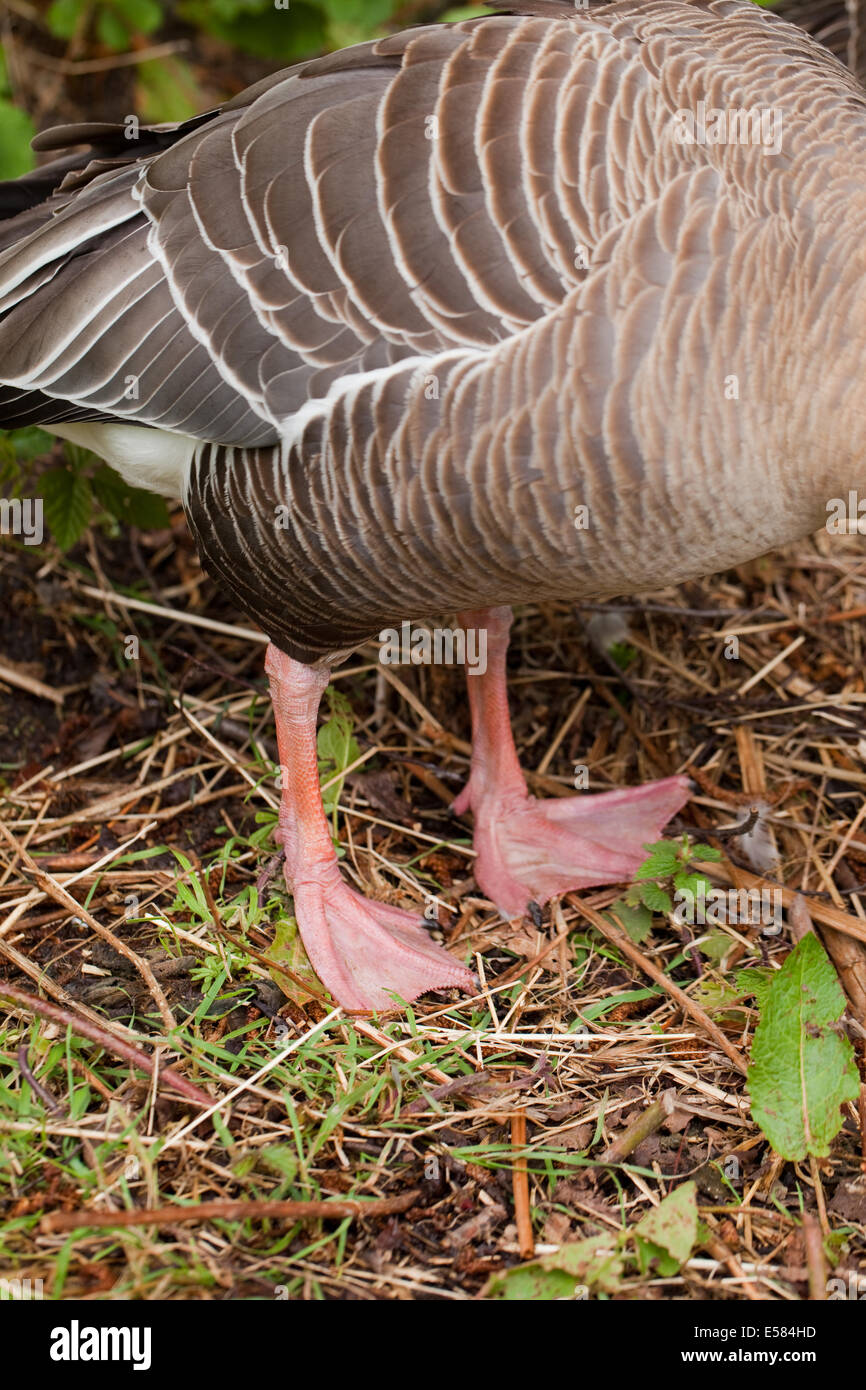 Goose feet hi-res stock photography and images - Alamy