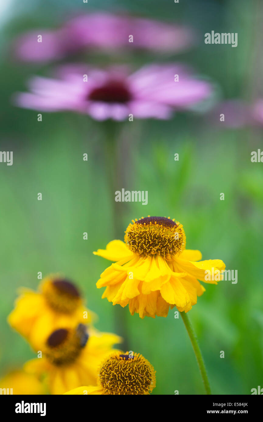 Helenium The Bishop High Resolution Stock Photography and Images - Alamy