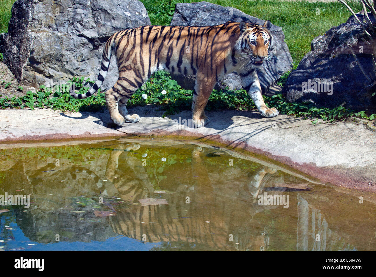 Siberian tiger pacing water hi-res stock photography and images - Alamy
