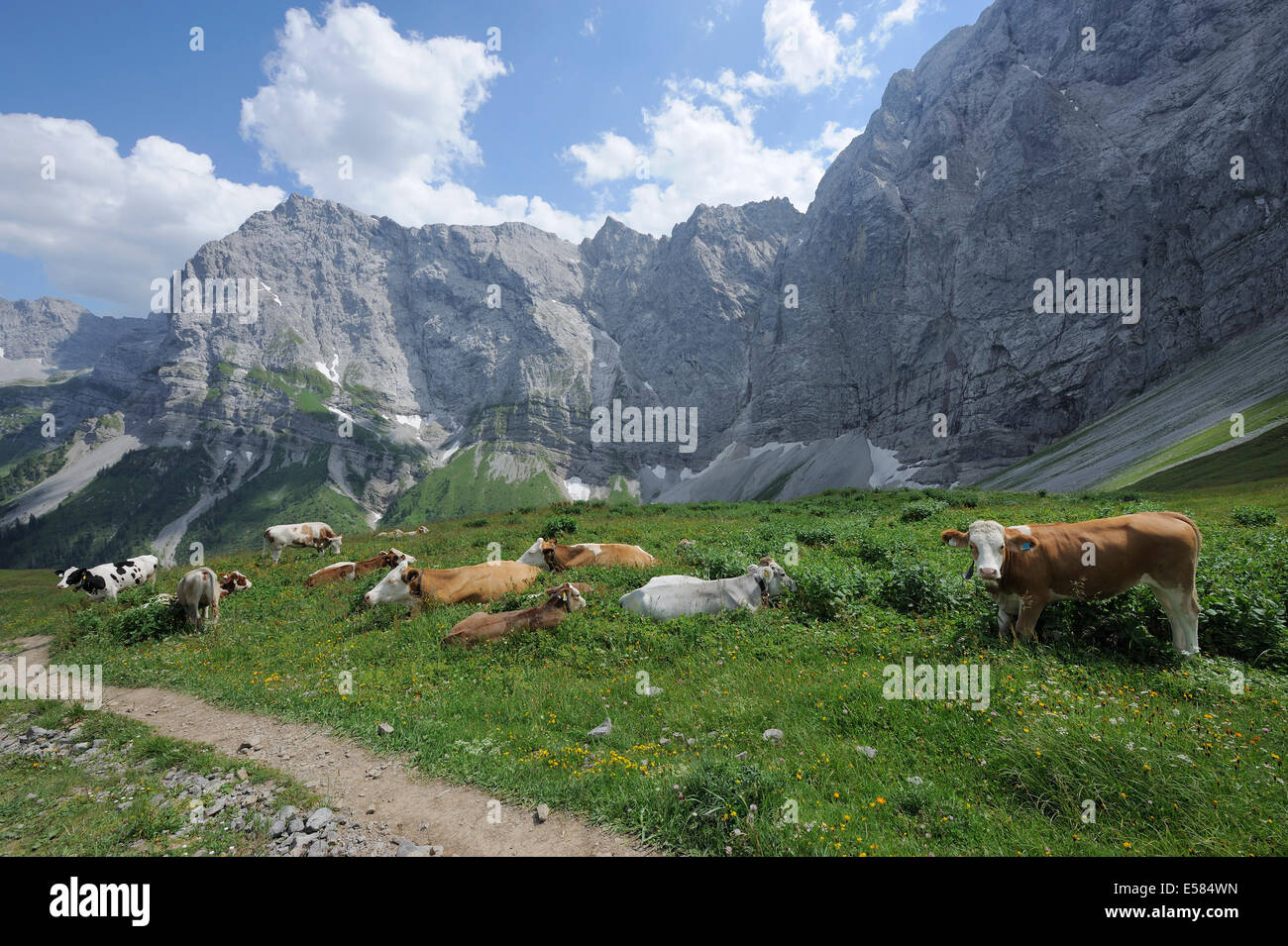 cows in front of Karwendel mountains, Eng, Austria Stock Photo - Alamy