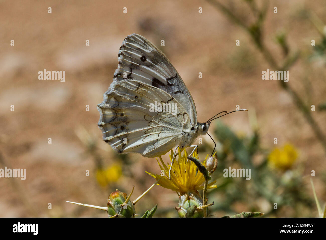 Marble White (Melanargia titea titania) on a flower. Photographed in ...