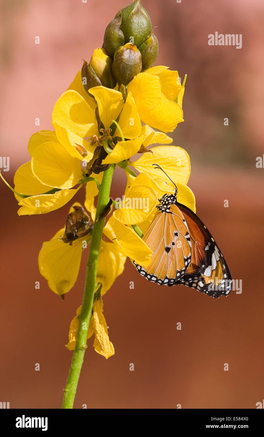 Plain Tiger (Danaus chrysippus) AKA African Monarch Butterfly on a ...