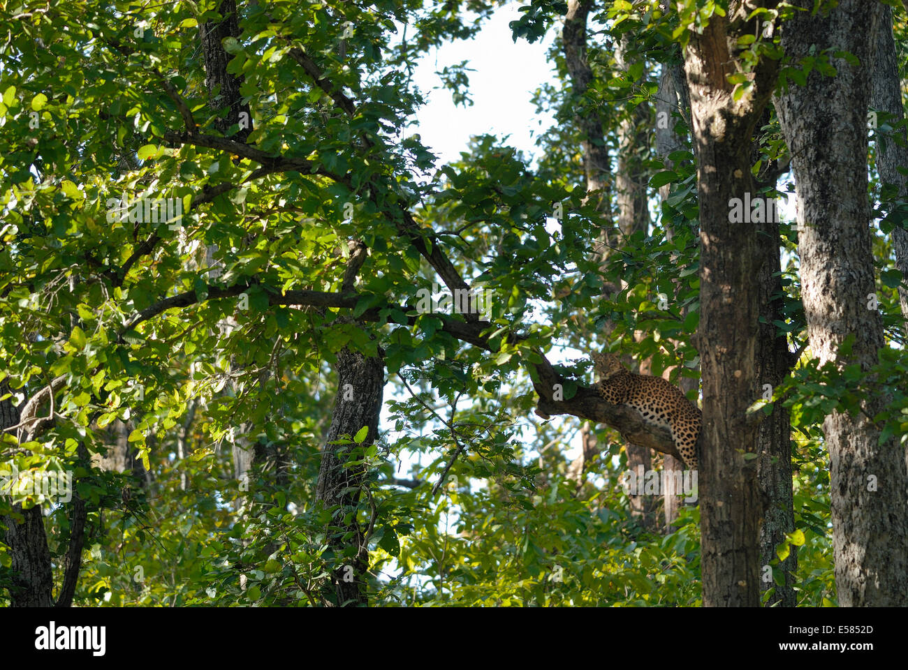 Leopard at tree top hi-res stock photography and images - Alamy
