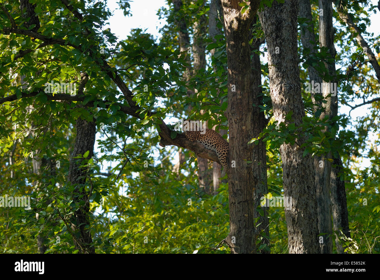 Leopard at tree top hi-res stock photography and images - Alamy