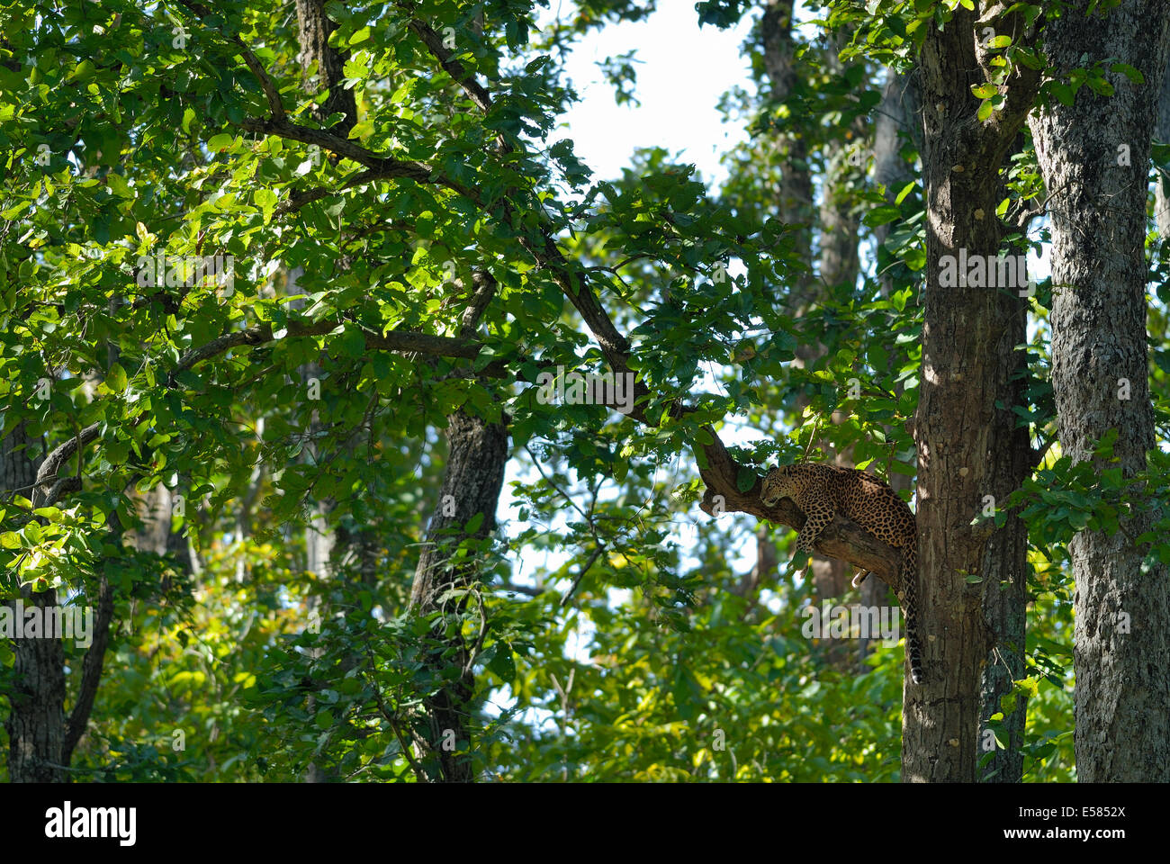Leopard at tree top hi-res stock photography and images - Alamy