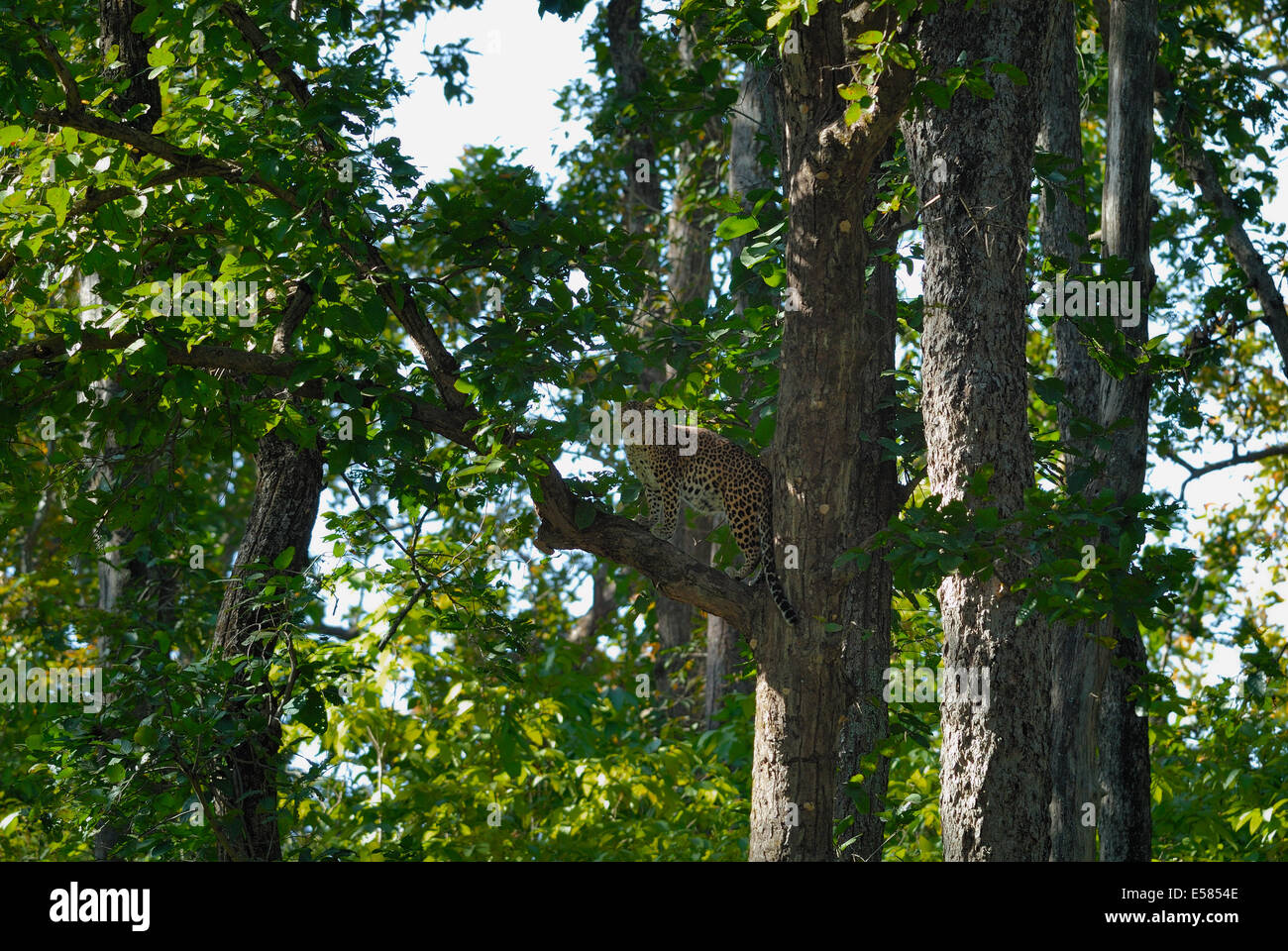 Leopard on a tree top Stock Photo - Alamy