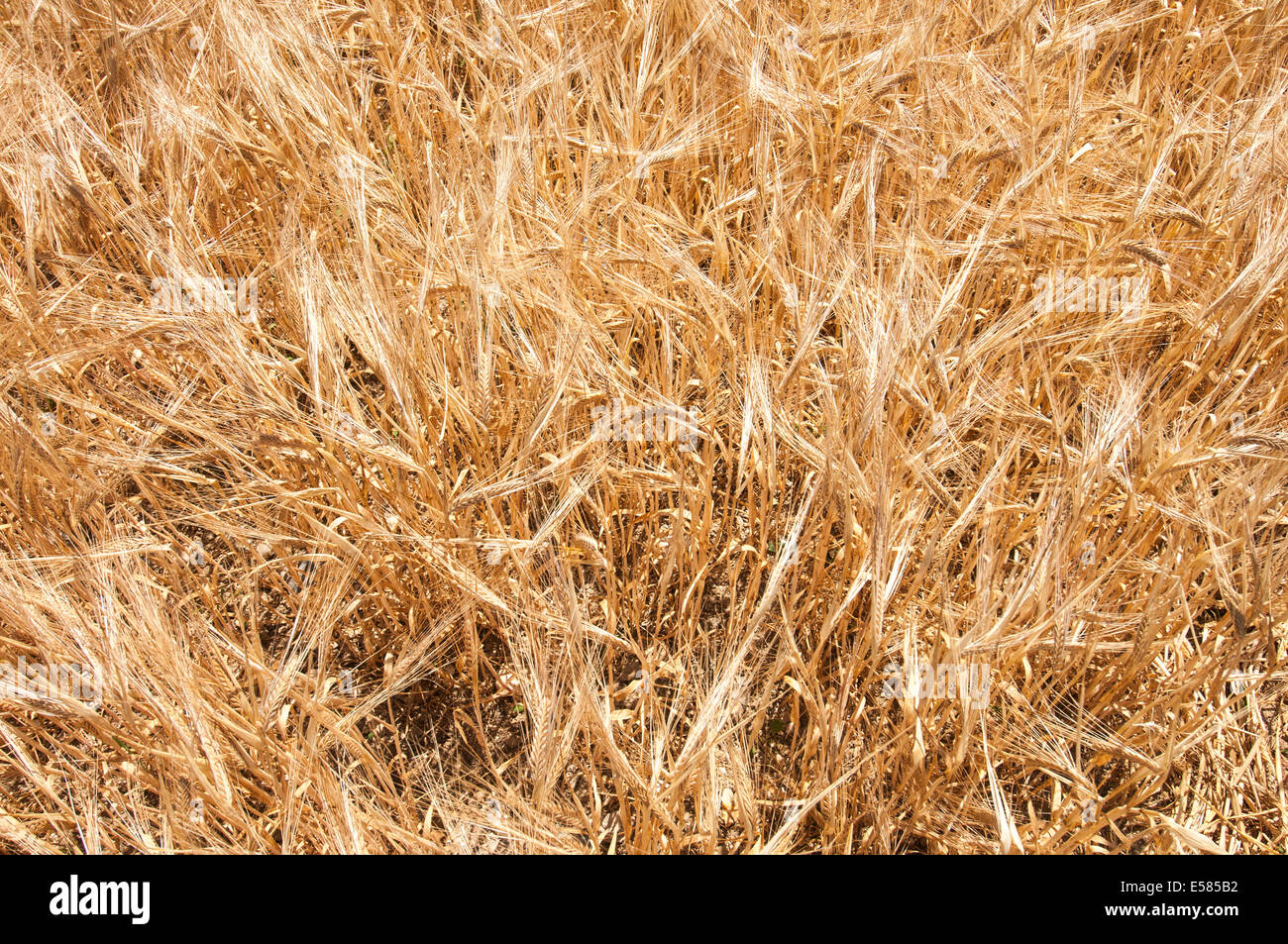 Dried wheat field hi-res stock photography and images - Alamy