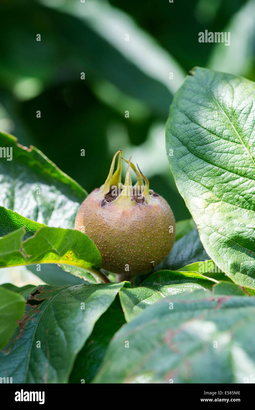 Mespilus germanica. Medlar. Nottingham fruit Stock Photo - Alamy