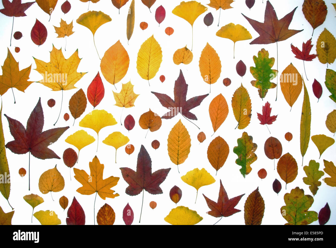 Beautiful various leaves Stock Photo - Alamy