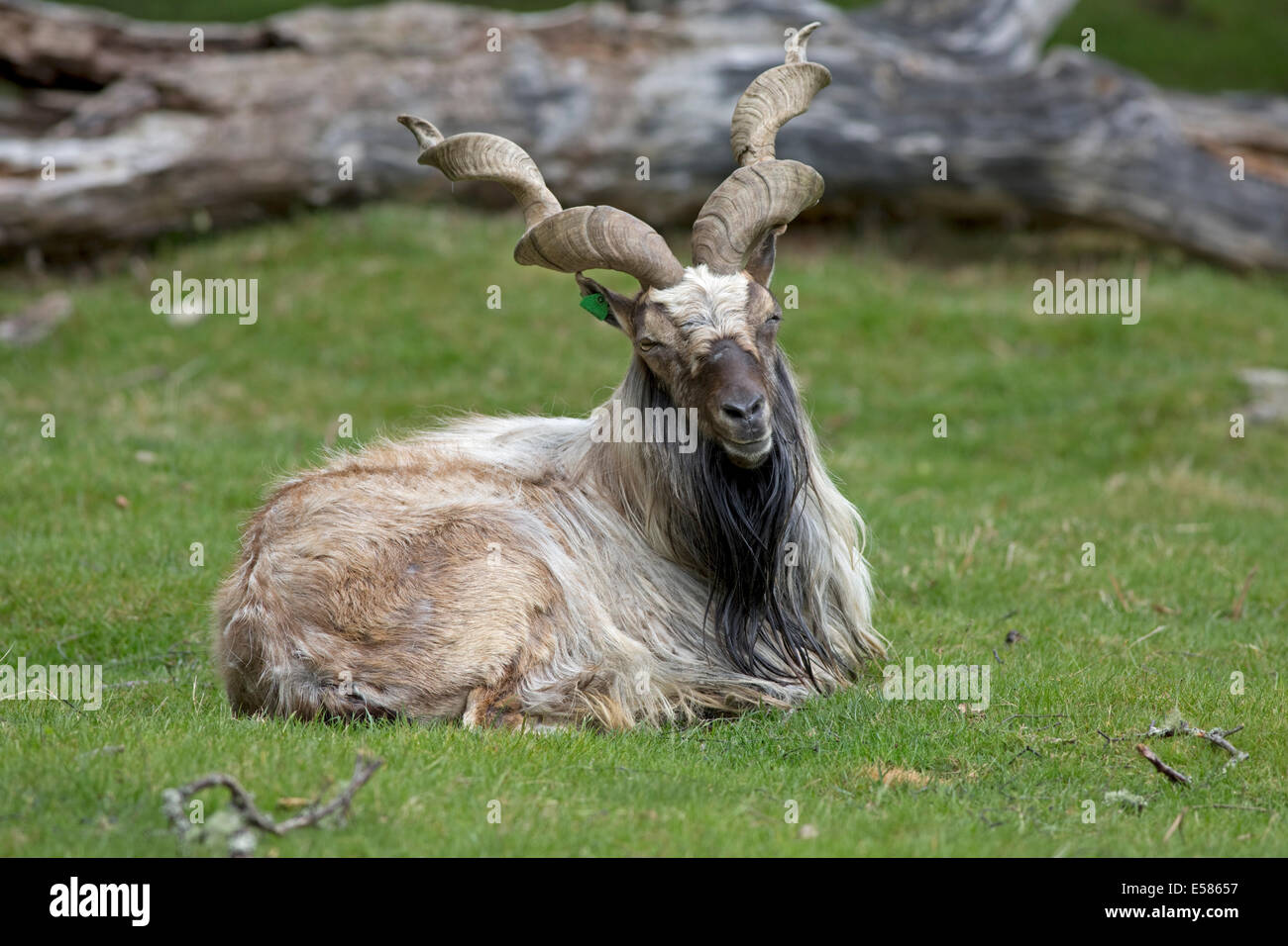 Markor or Wild goat Capra falconeri Highland Wildlife Park Kincraig ...