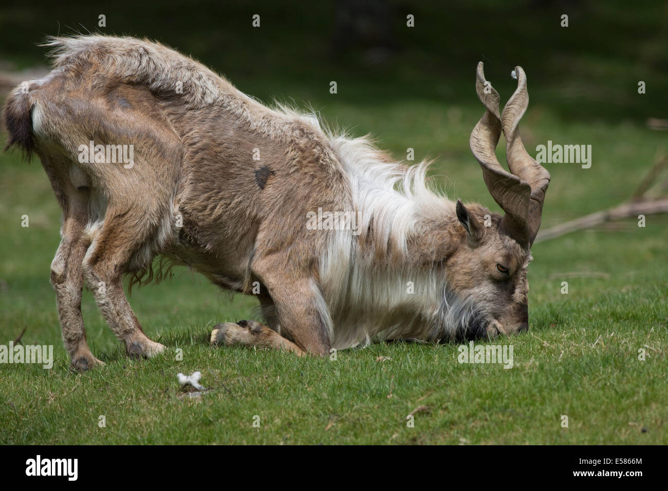 Markor or Wild goat Capra falconeri grazing Highland Wildlife Park ...
