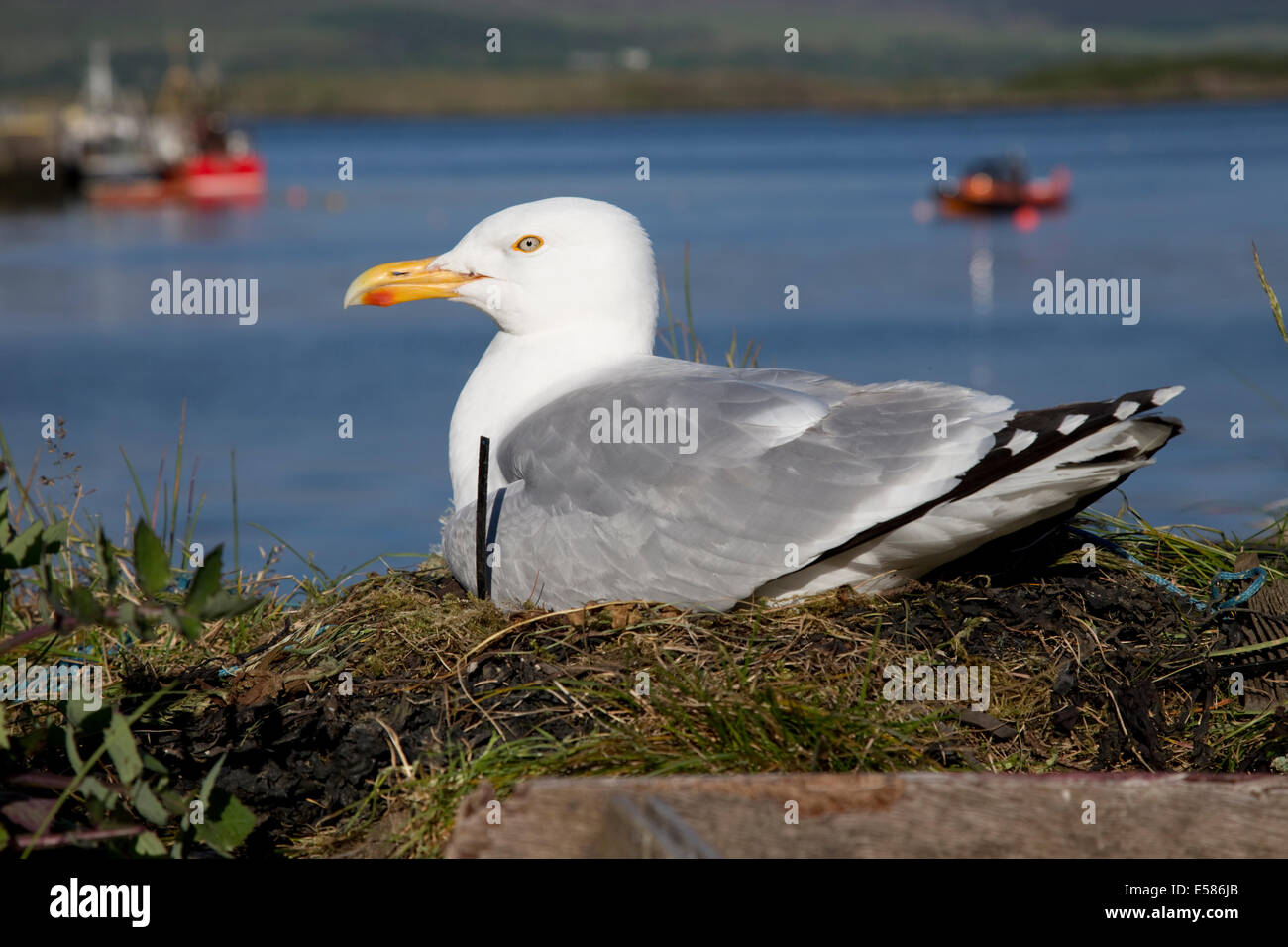 Herring gull Larus argentatus sitting on nest on harbour wall Tobermory ...