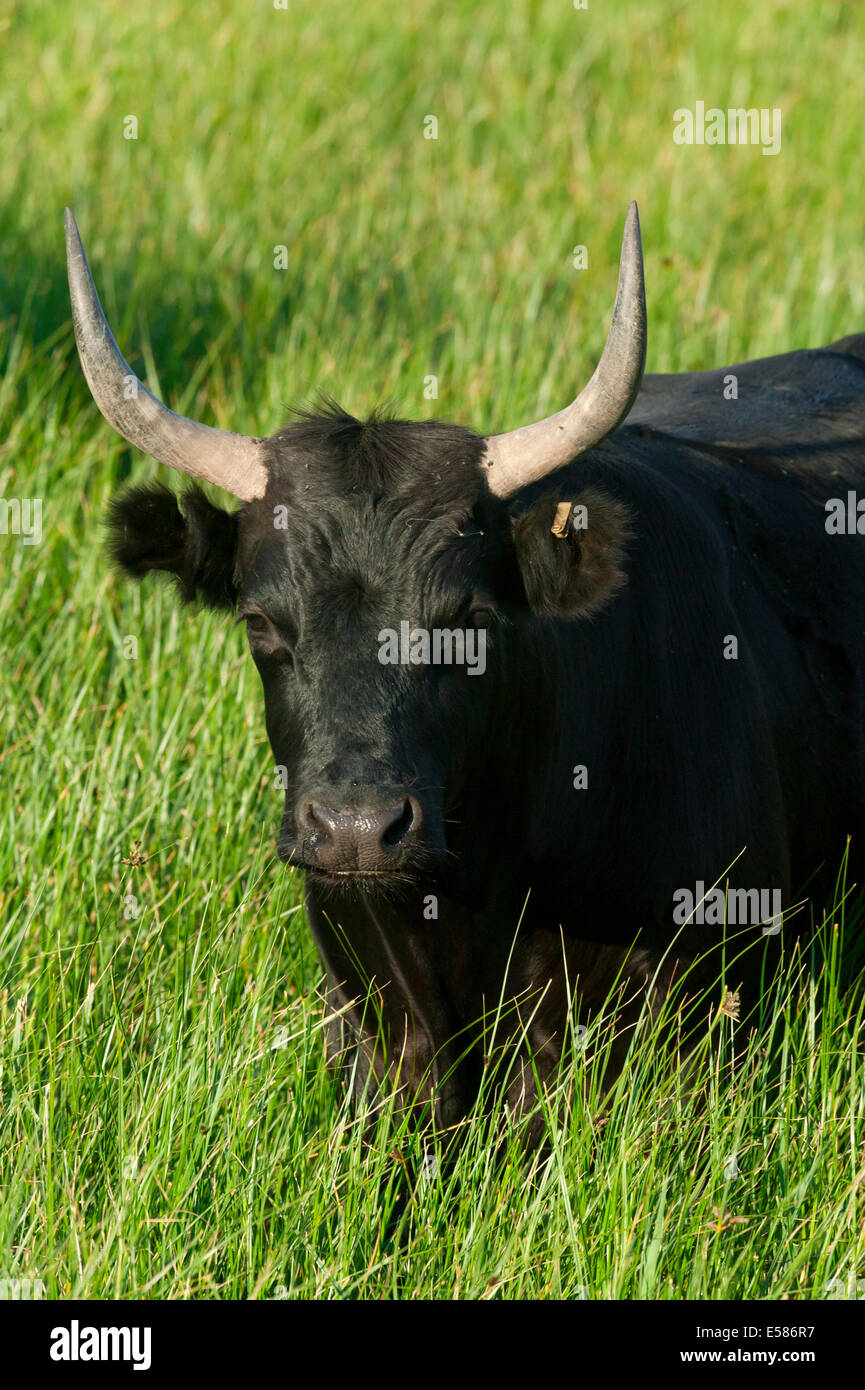 The camargue bull hi-res stock photography and images - Alamy