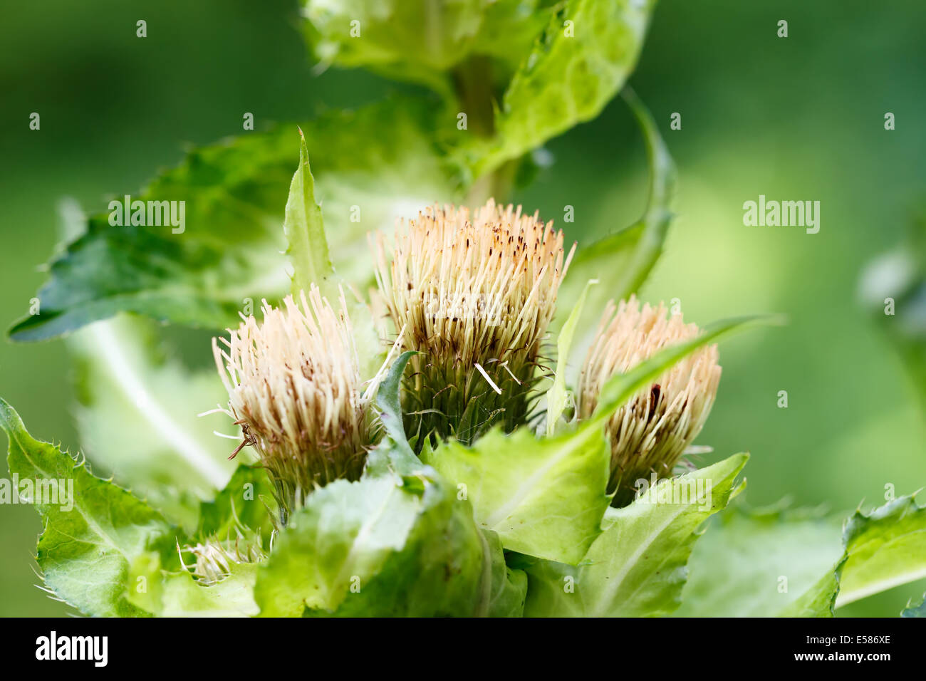 green thistle after flowering with shallow focus natural background ...
