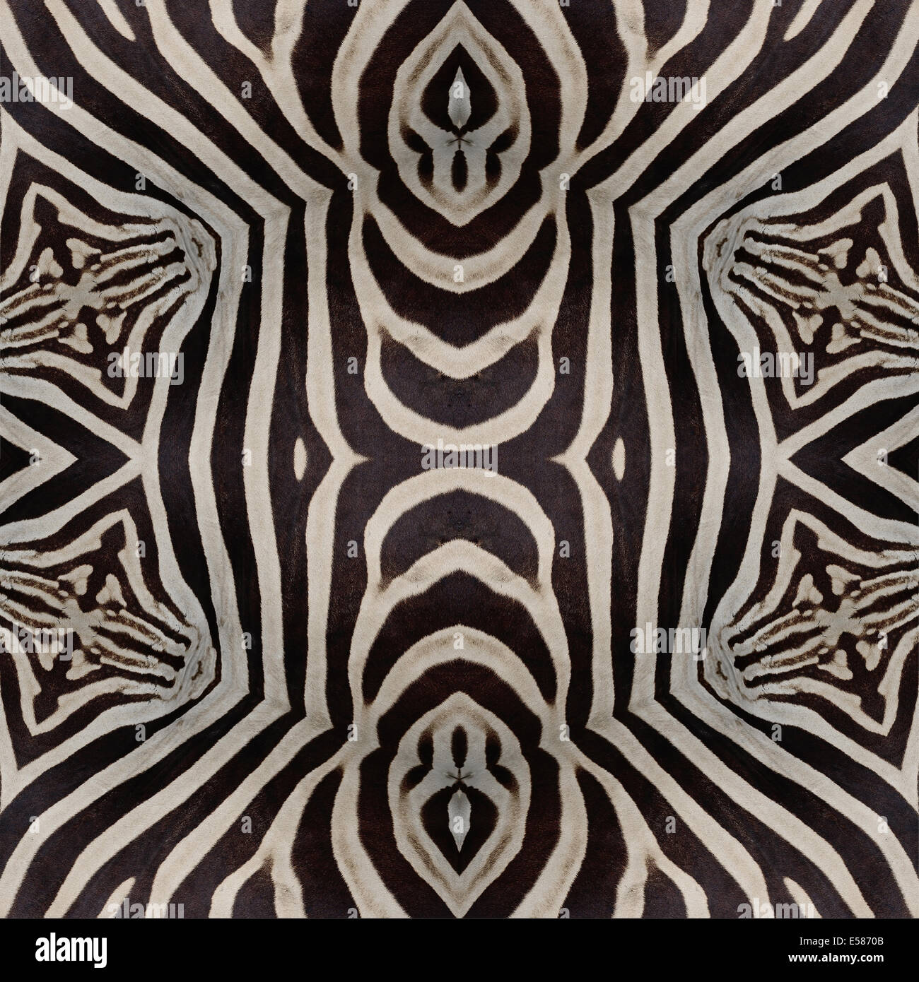 Seamless pattern made from skin of Common Zebra, Burchell's Zebra Stock ...