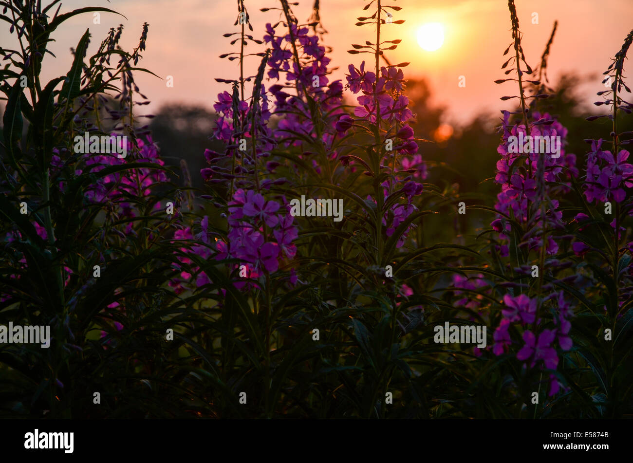 Close-up of purple blossom fireweed flowers at sunset with the sun in ...