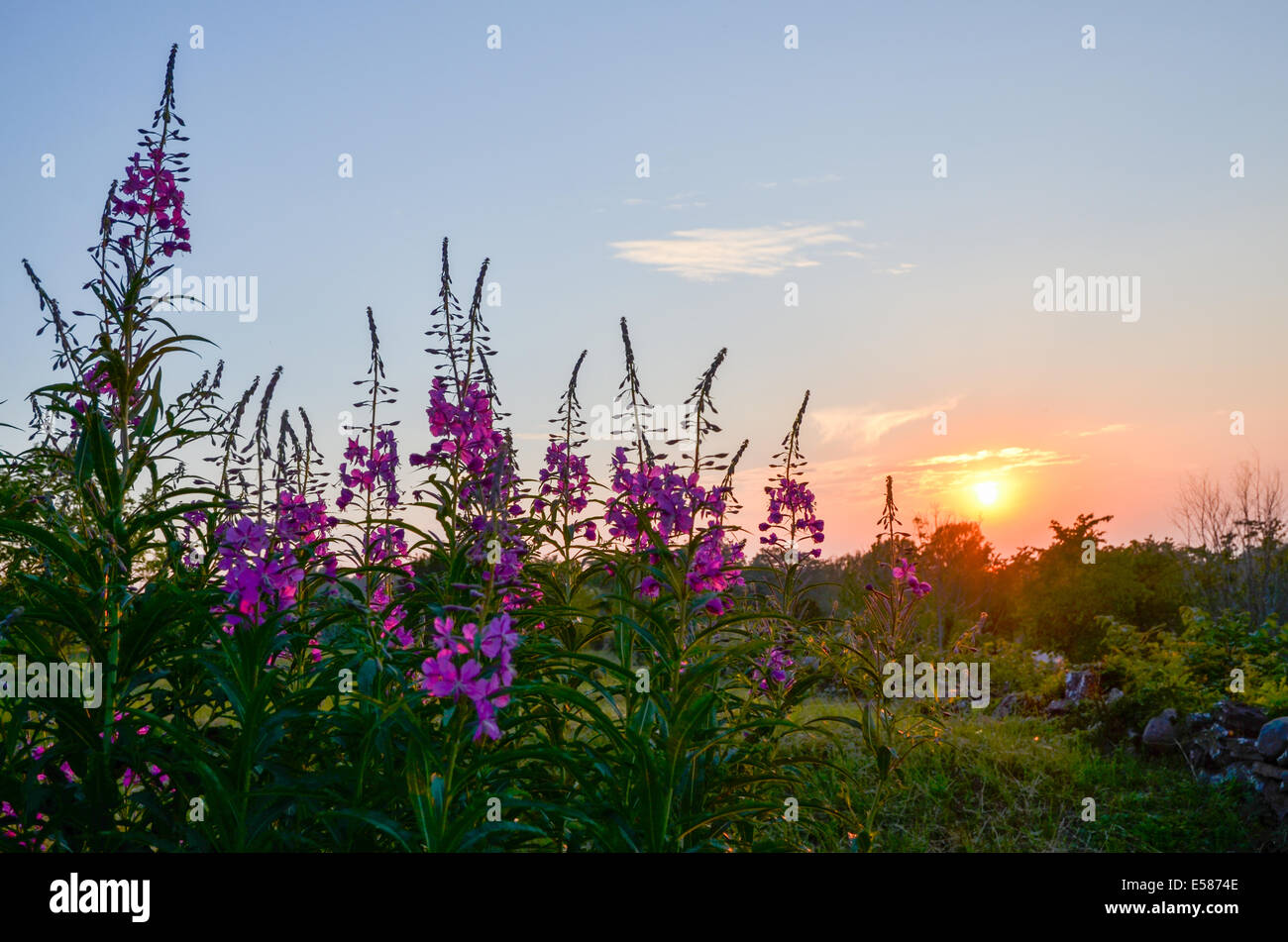 Blossom fireweed flowers at sunset in a green landscape with blue and ...