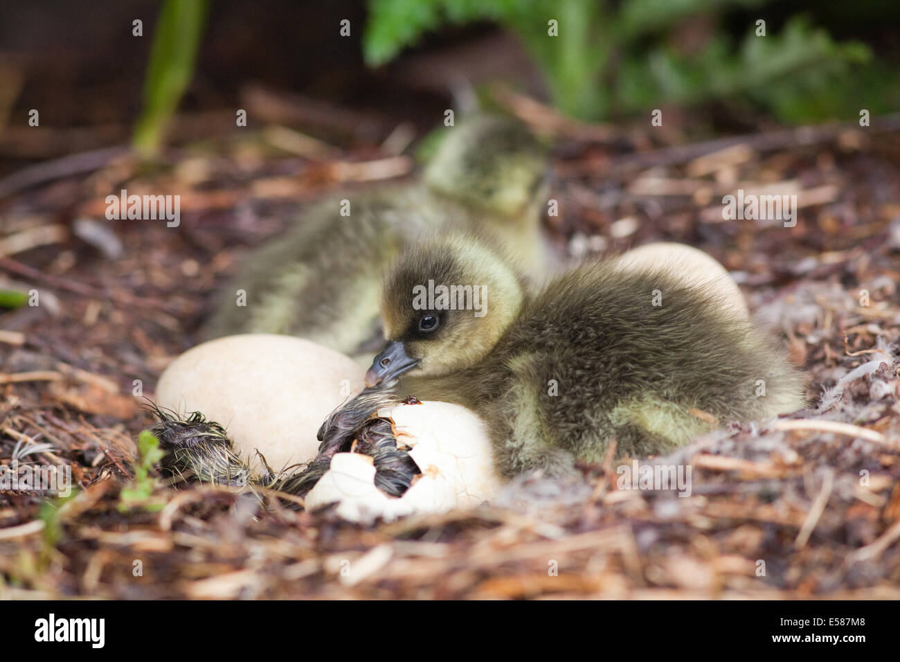 Goslings Hatching