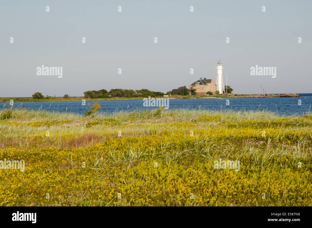 Yellow bedstraw flowers in front of the lighthouse at Hogby by the ...