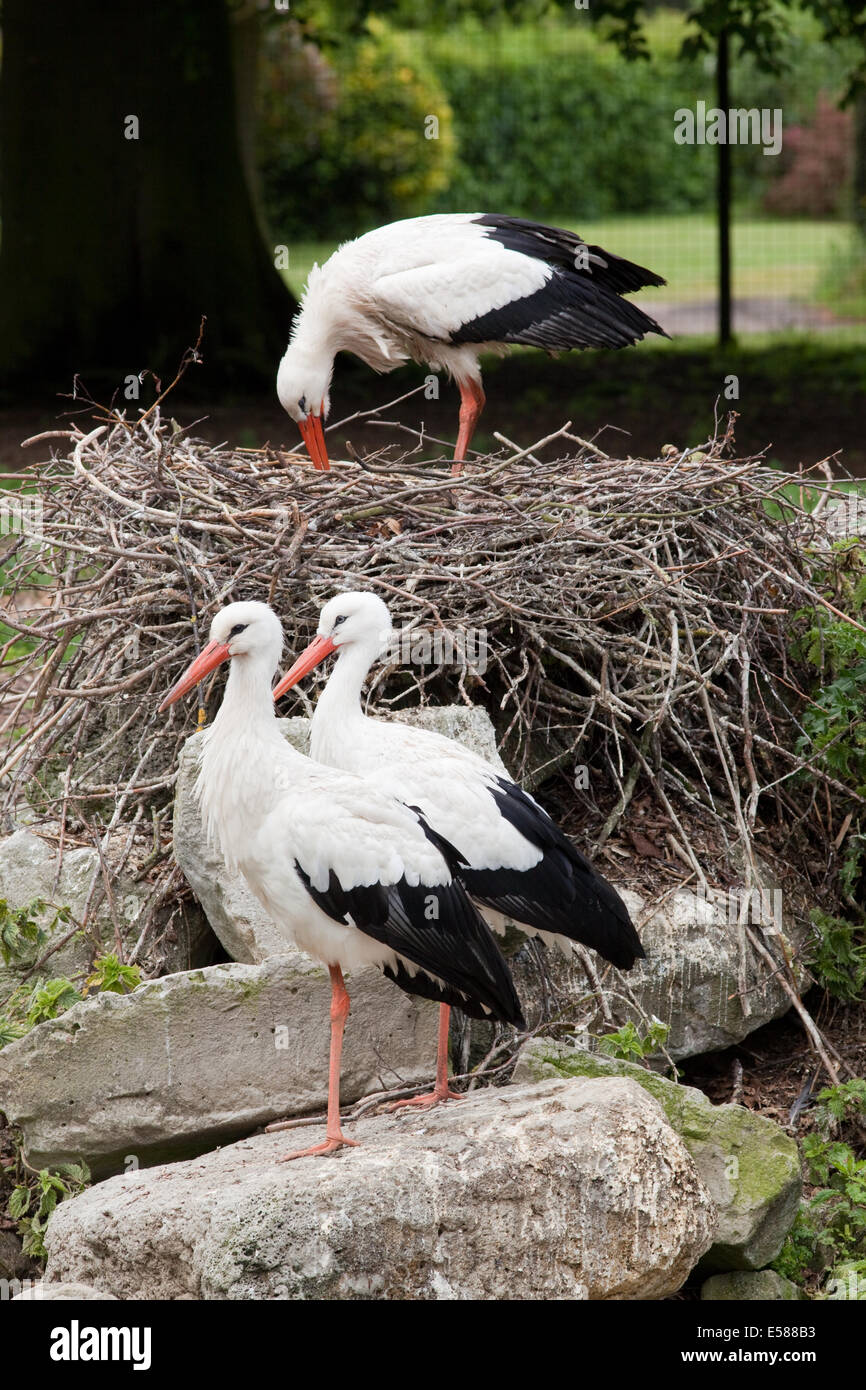 White Storks (Ciconia ciconia). Pair foreground, with single bird ...