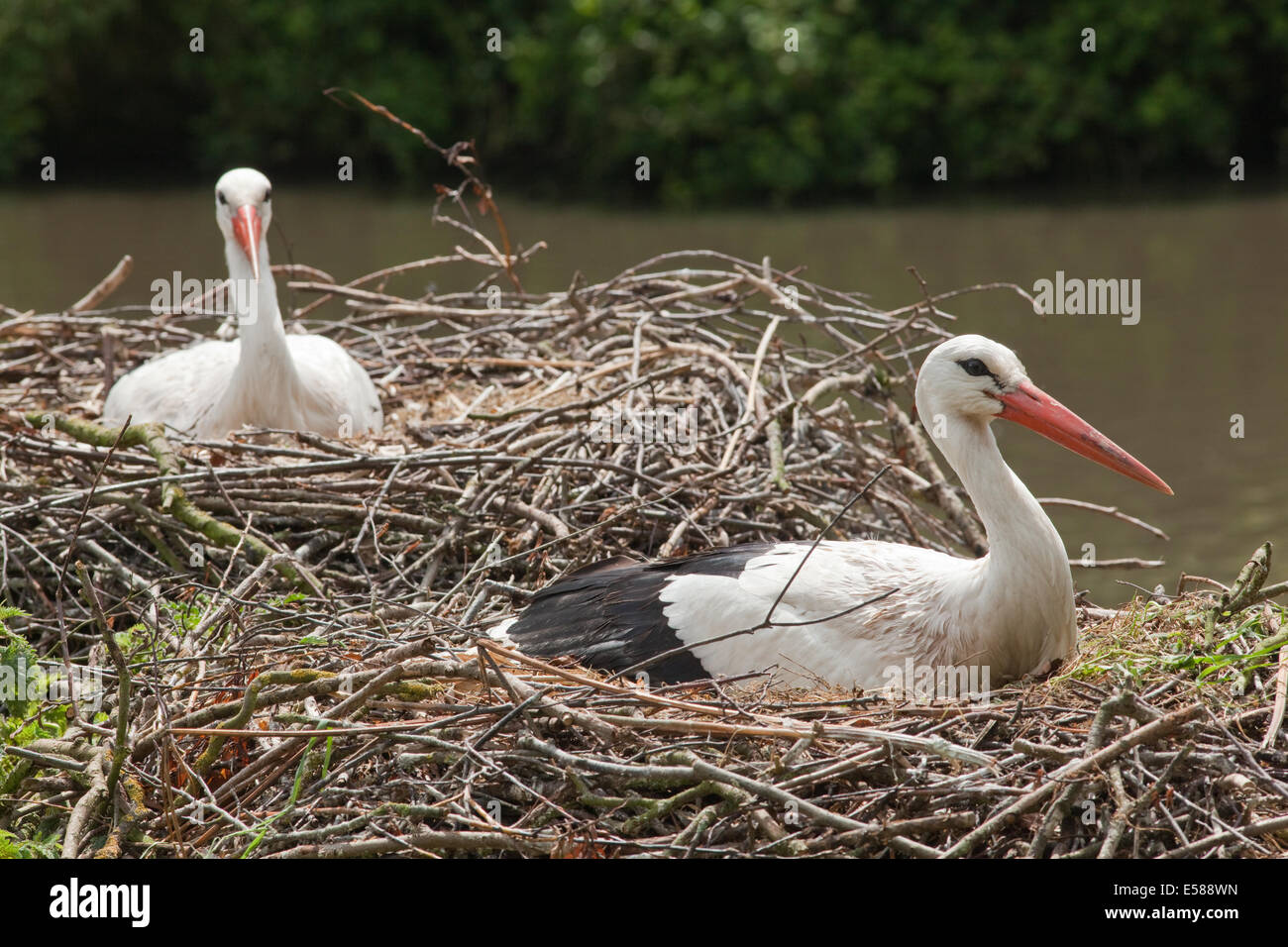 European White Storks (Ciconia ciconia). Two separate nests. Loose ...