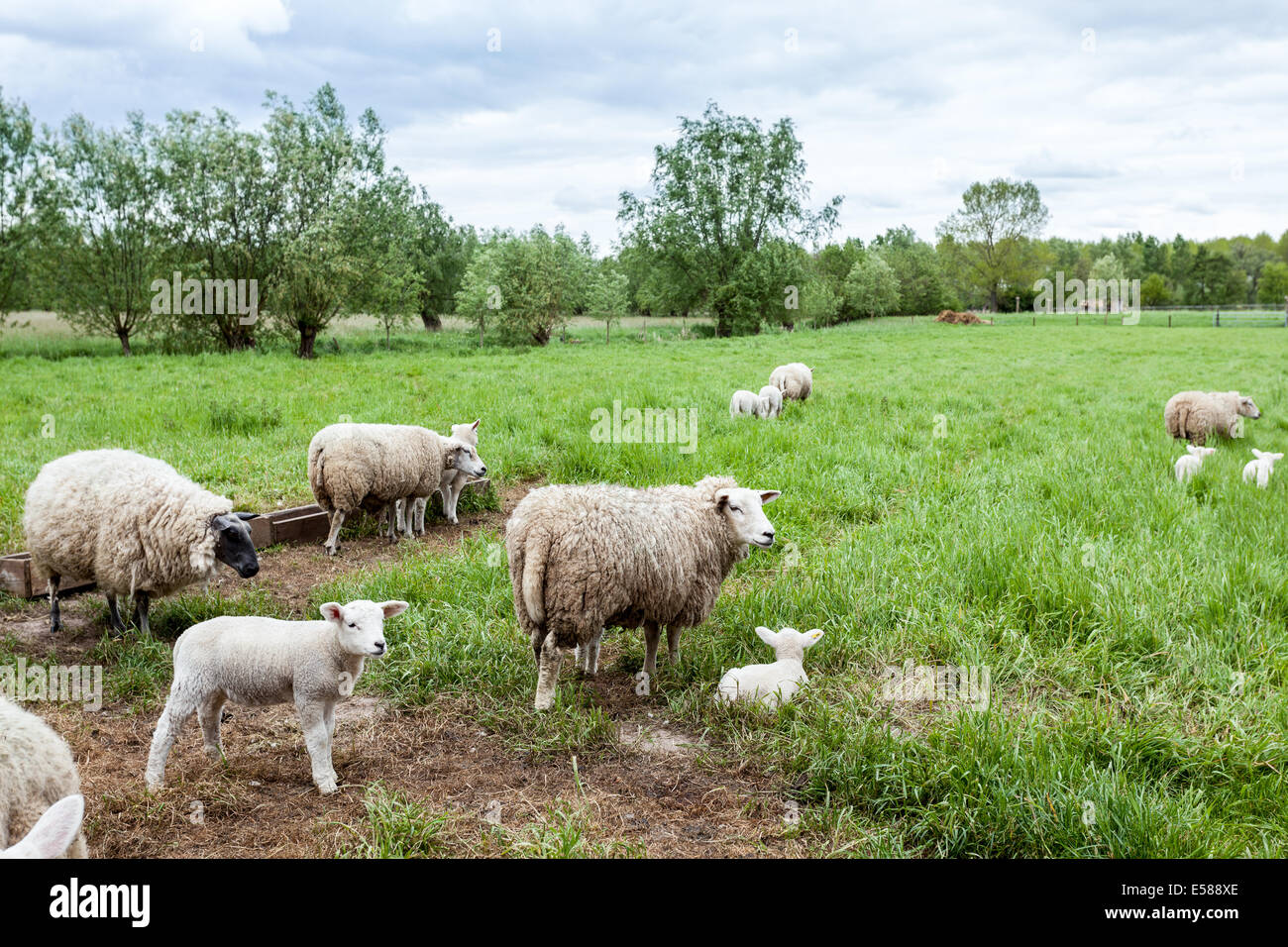 Mother lamb and baby lamb walking on the meadow Stock Photo - Alamy