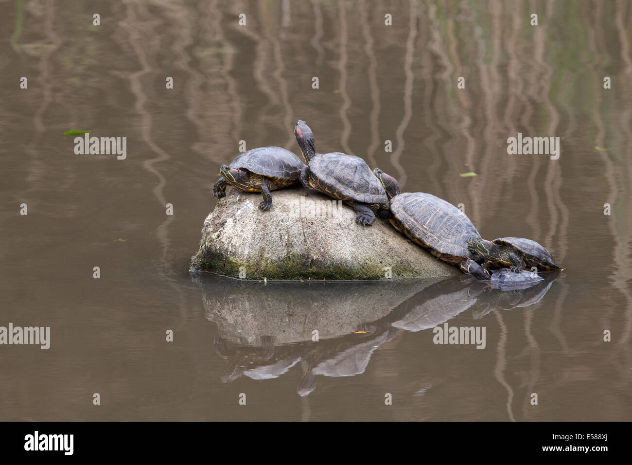 Red-eared Turtles (Trachemys scripta elegans). Now adult animals, these ...