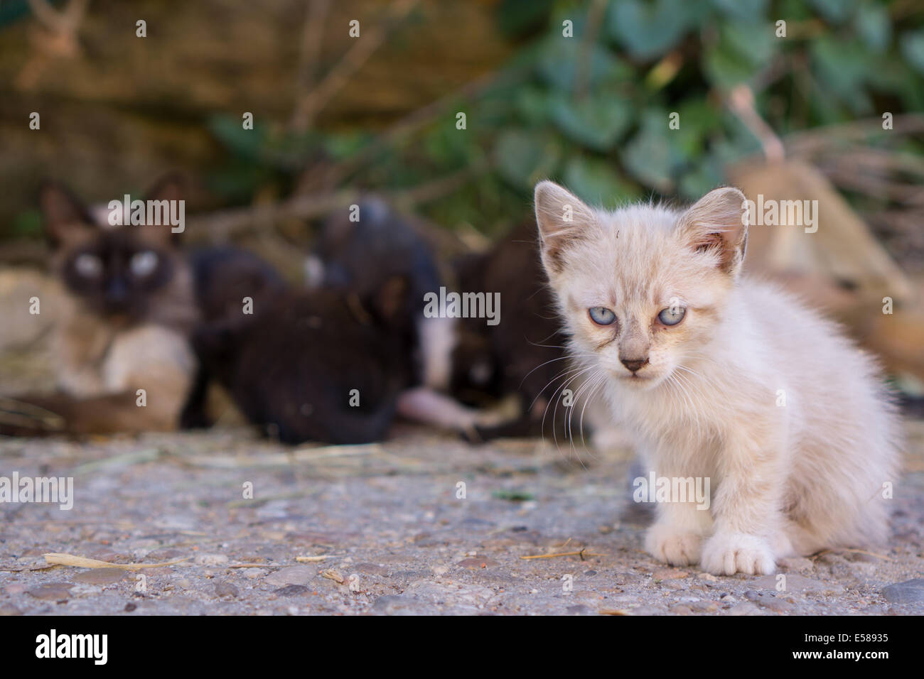 Kitty standing behind mom Stock Photo - Alamy