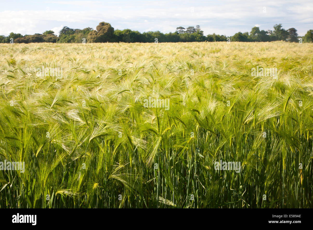 Field with growing barley crop in summer, Shottisham, Suffolk, England ...
