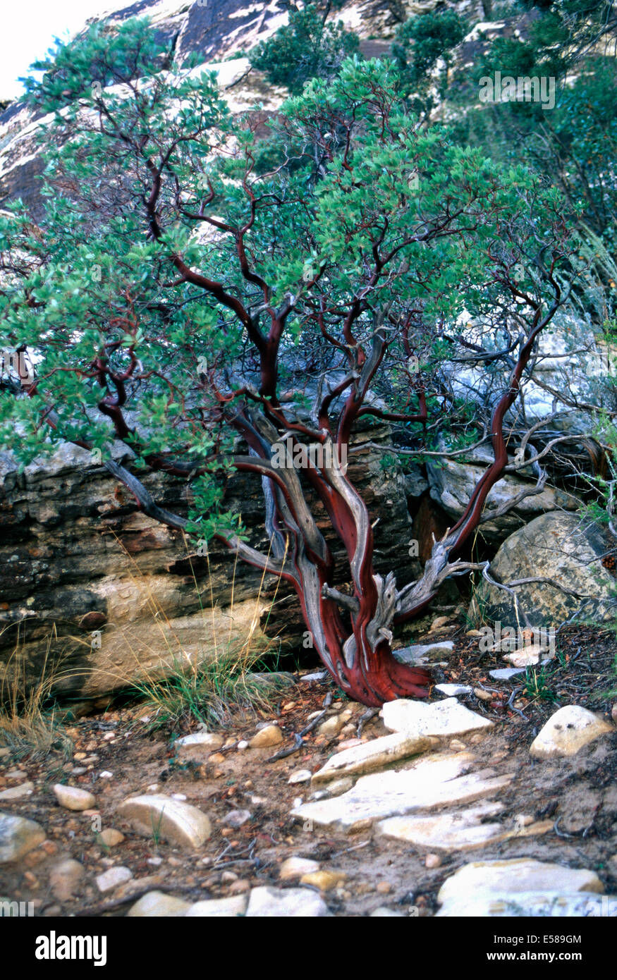 Manzanita tree hi-res stock photography and images - Alamy