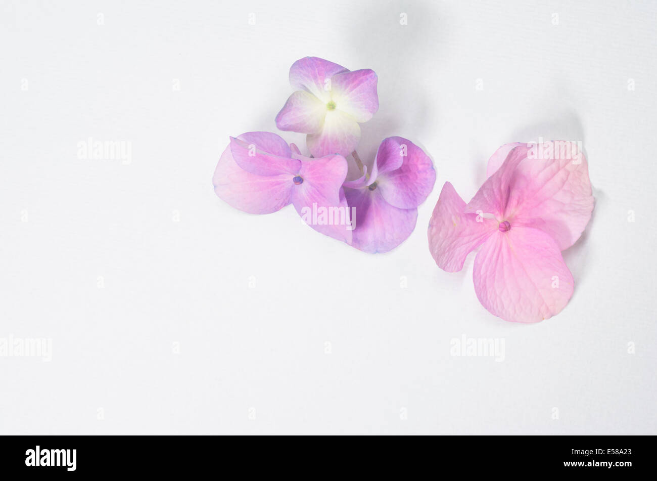 hydrangea hortensis petals on a bright surface - top view Stock Photo ...